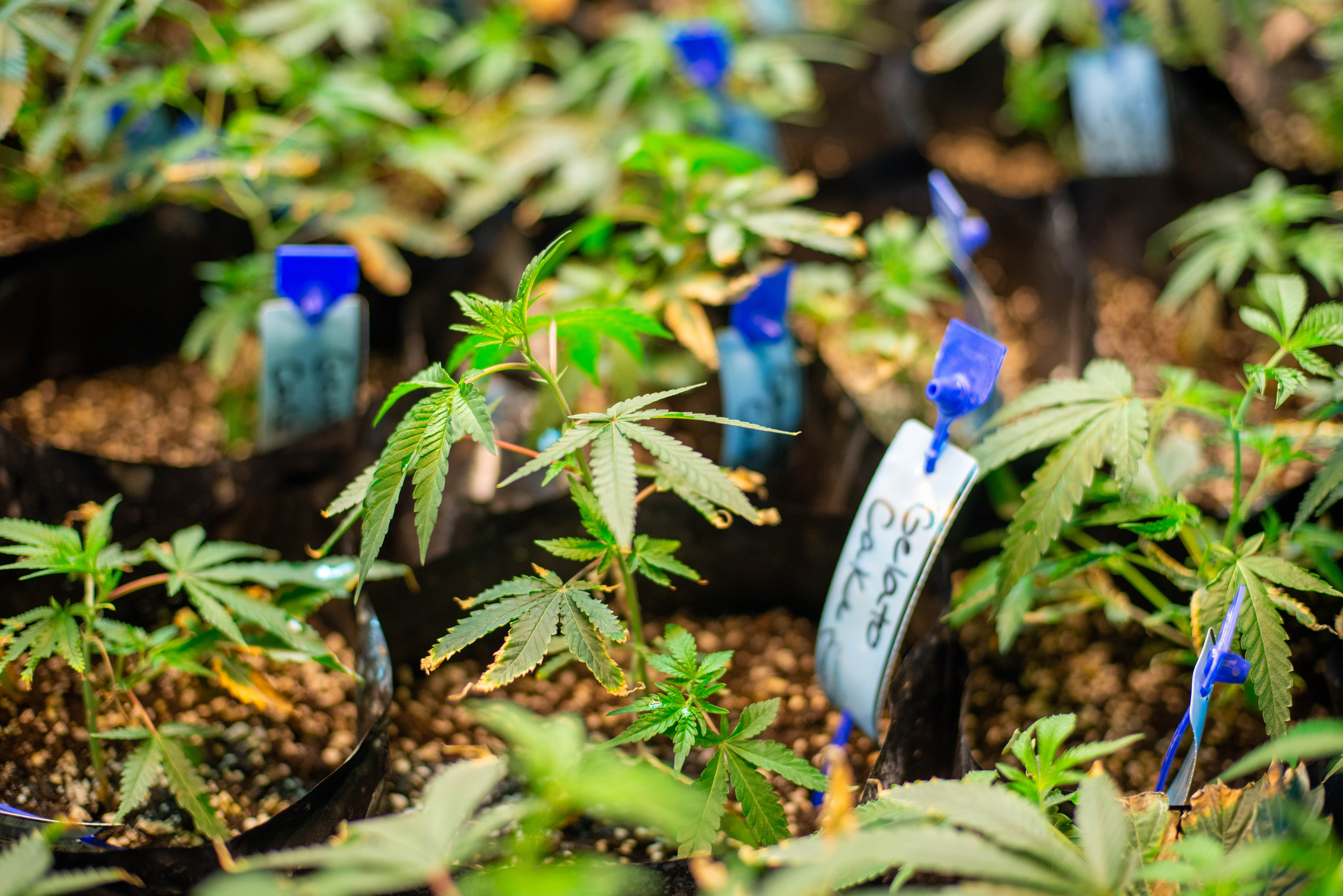 Cannabis Tips for Beginners | The Cannabis Depot